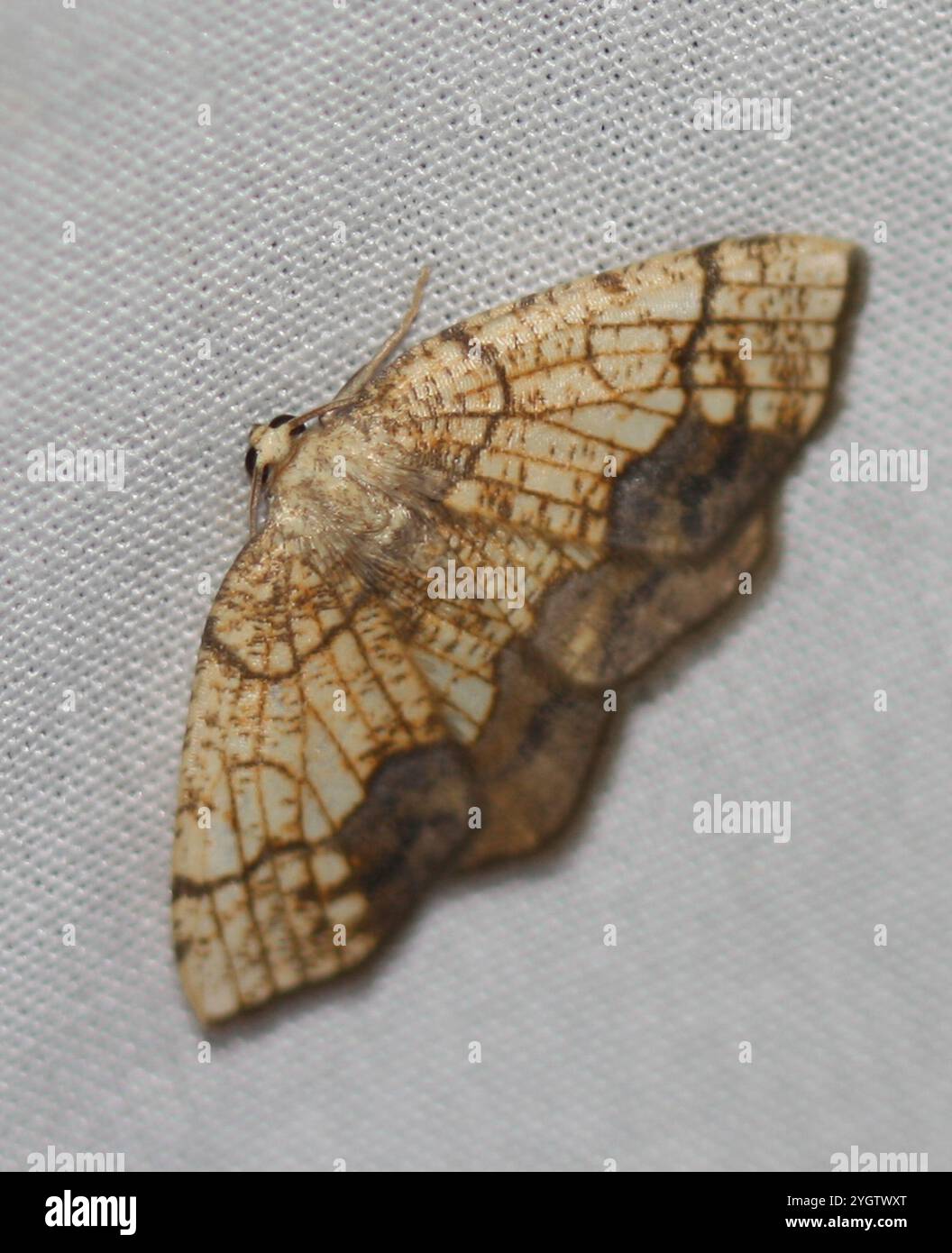 Horned spanworm hi-res stock photography and images - Alamy