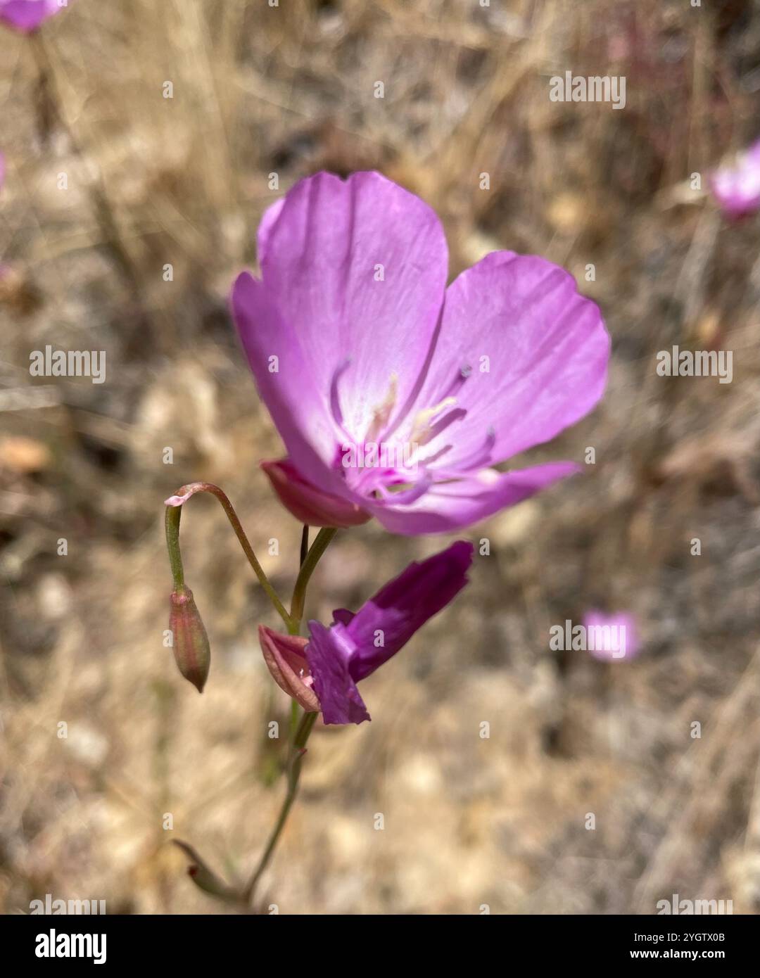 Lewis' Clarkia (Clarkia lewisii Stock Photo - Alamy