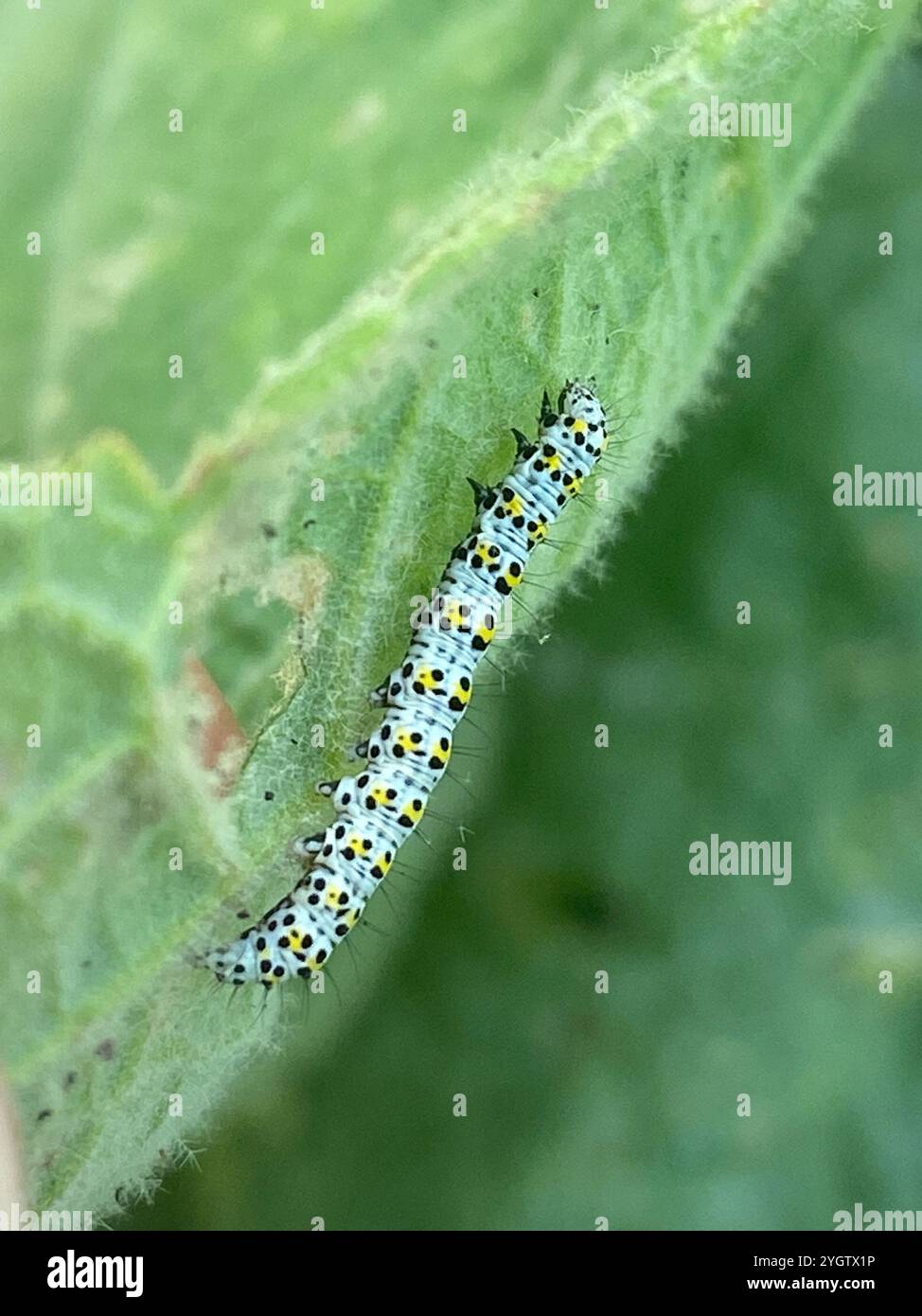 Mullein Moth (Cucullia verbasci Stock Photo - Alamy
