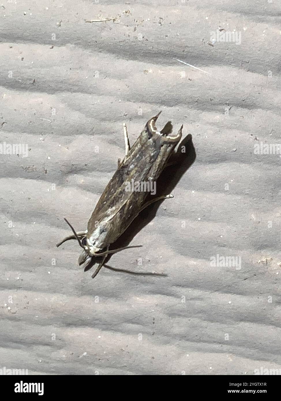 Bluegrass Webworm Moth (Parapediasia teterrellus Stock Photo - Alamy