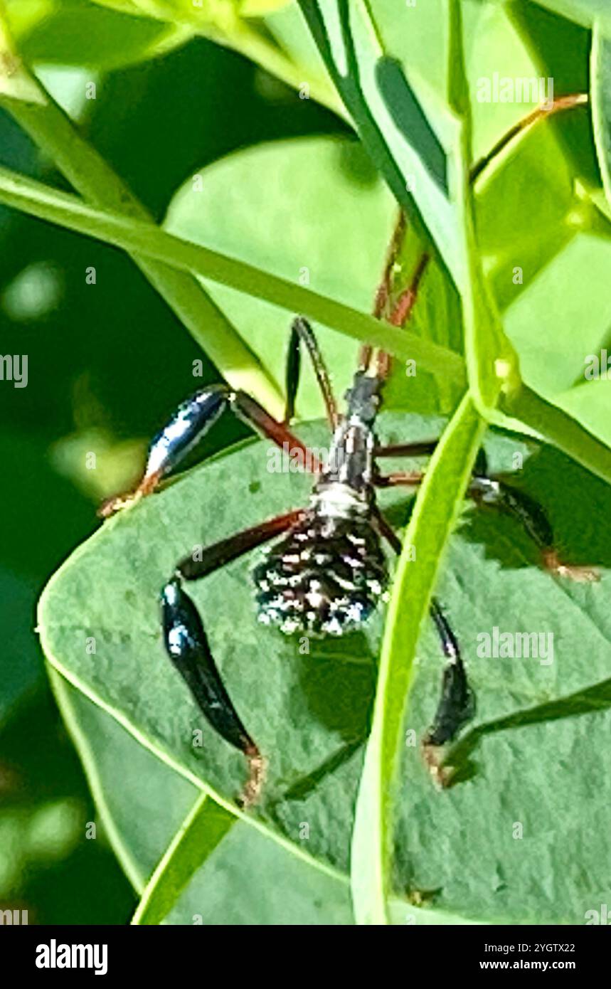 Spine-headed Bugs (Acanthocephala Stock Photo - Alamy