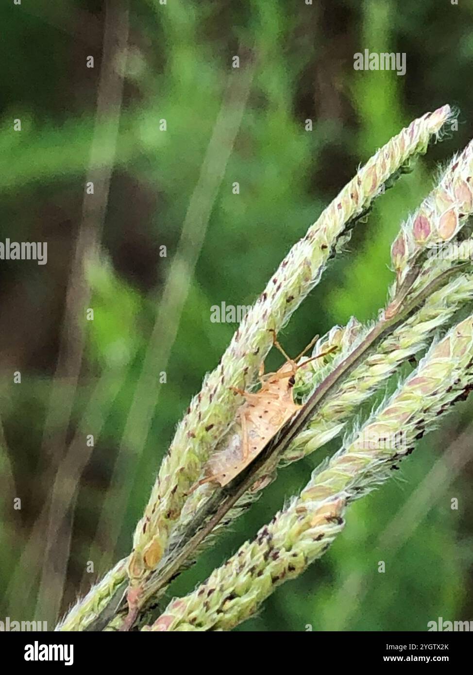 Rice Stink Bug (Oebalus pugnax Stock Photo - Alamy