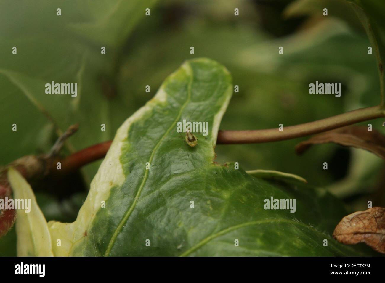 Crescent-marked Lily Aphid (Neomyzus circumflexus Stock Photo - Alamy