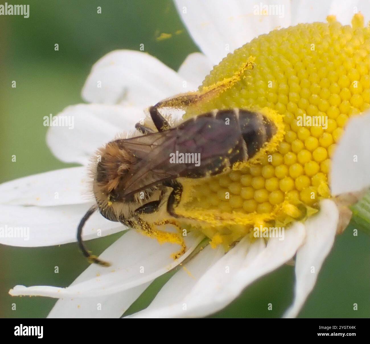 Mining Bees (Andrena Stock Photo - Alamy