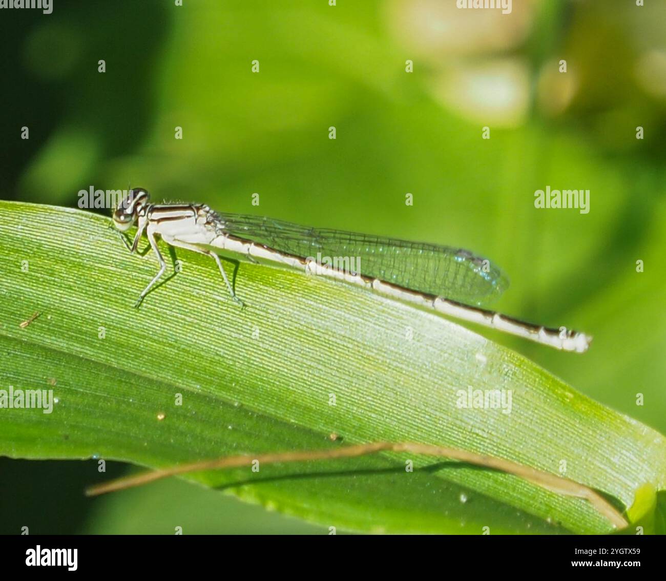 Big Bluet (Enallagma durum Stock Photo - Alamy