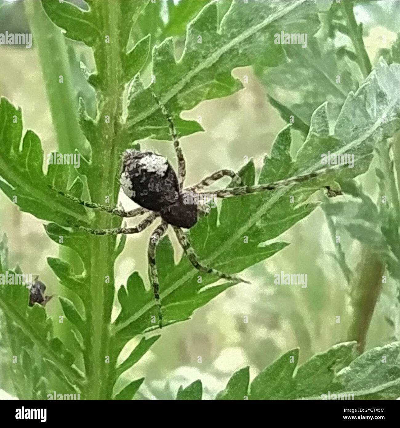 Running Crab Spiders (Philodromus Stock Photo - Alamy