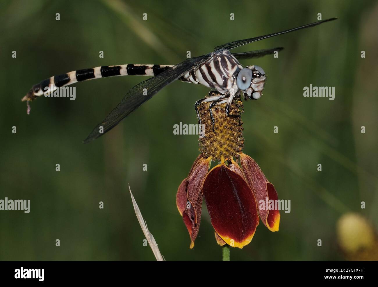 Four-striped Leaftail (Phyllogomphoides stigmatus Stock Photo - Alamy