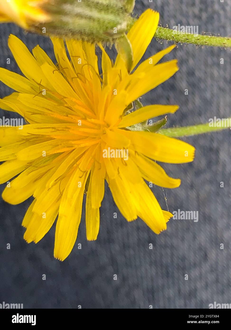 Beaked Hawksbeard (Crepis vesicaria Stock Photo - Alamy
