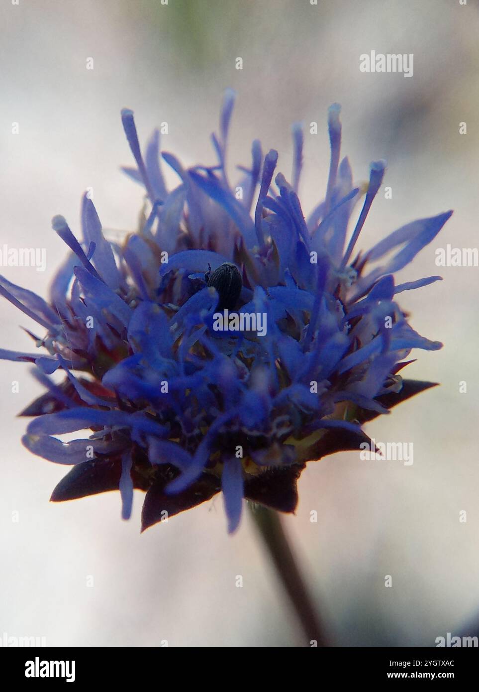 Sheep's-bit (Jasione montana Stock Photo - Alamy