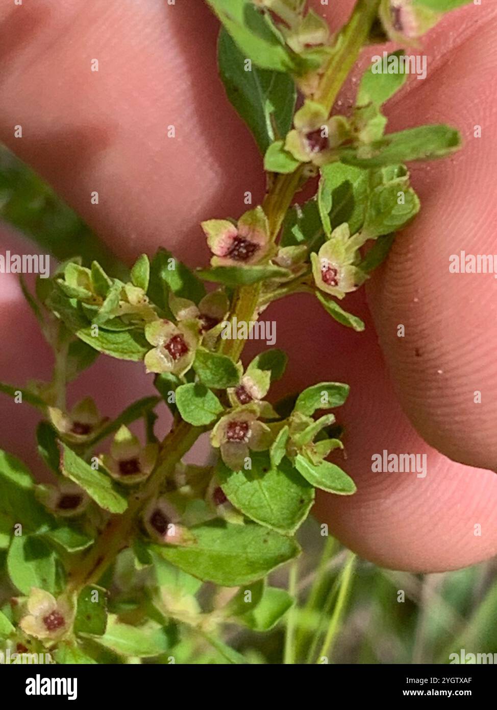 Smallfruit Primrose-Willow (Ludwigia microcarpa Stock Photo - Alamy