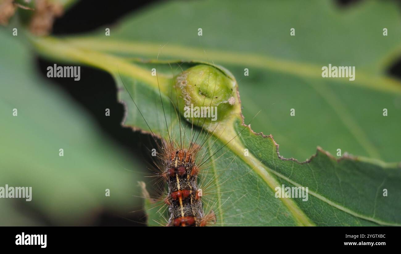 Oak Petiole Gall Wasp (Andricus quercuspetiolicola Stock Photo - Alamy