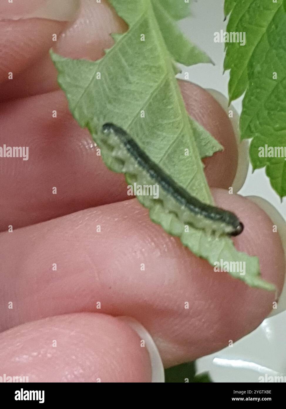 Cladius hi-res stock photography and images - Alamy