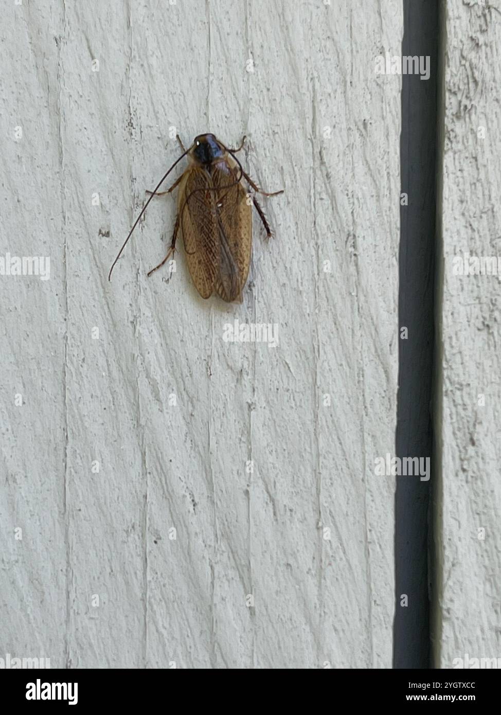 Dusky Cockroach (Ectobius lapponicus Stock Photo - Alamy