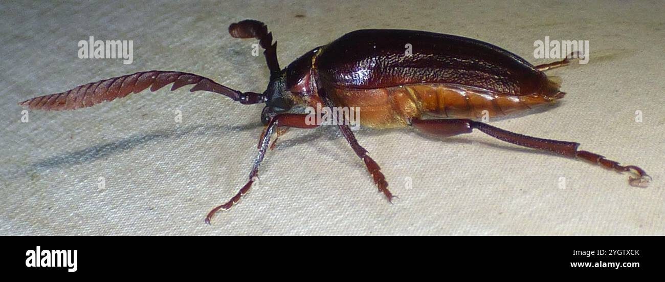 Prionus imbricornis hi-res stock photography and images - Alamy
