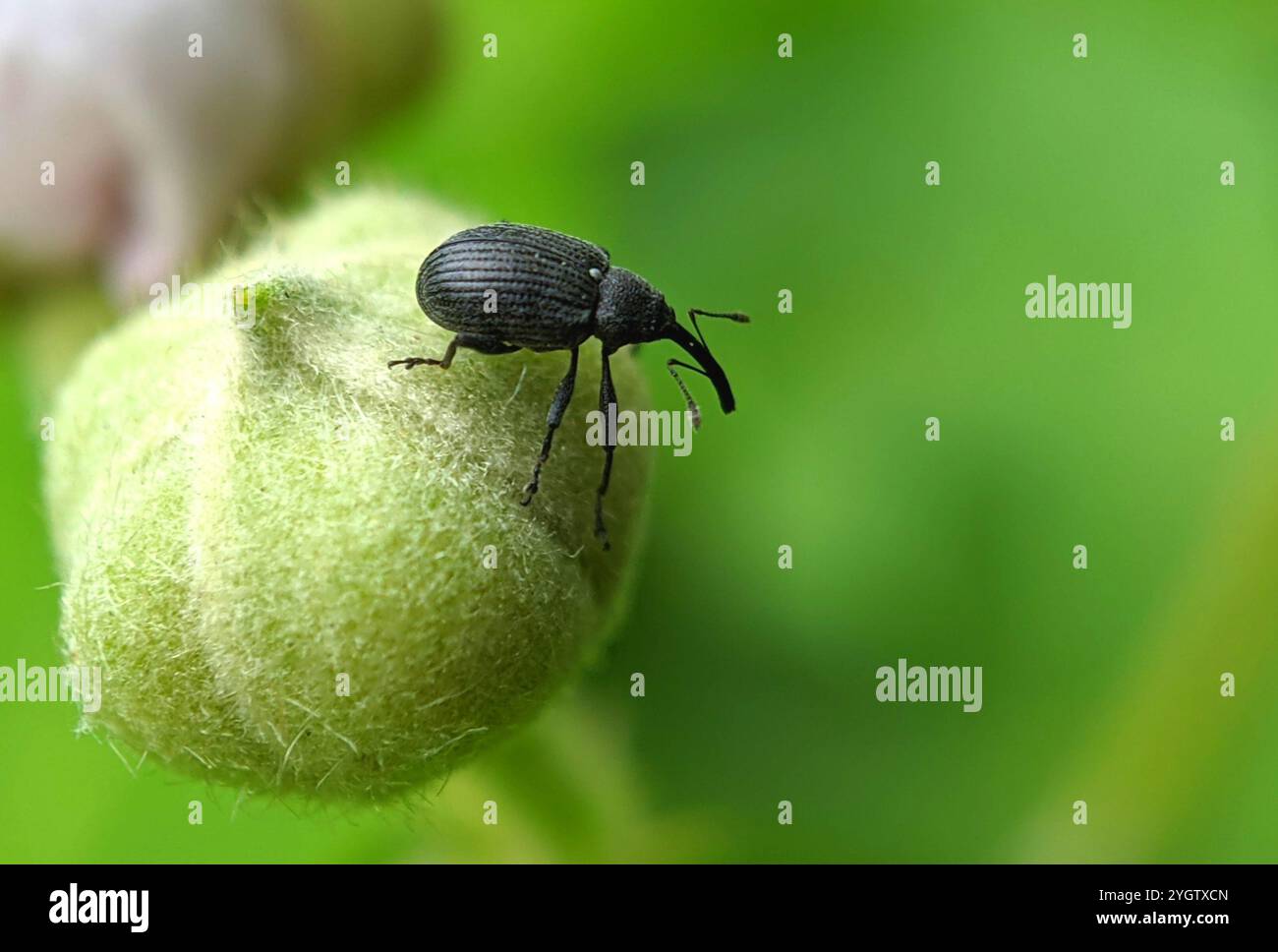 Strawberry blossom weevil (Anthonomus rubi Stock Photo - Alamy