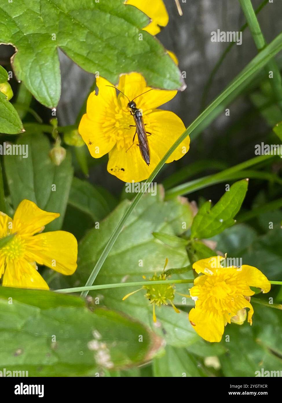 Stem Sawflies (Cephidae Stock Photo - Alamy