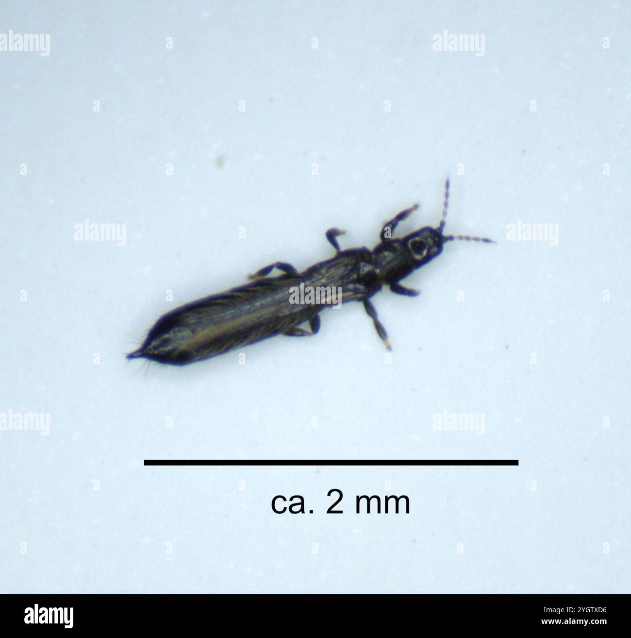 Common Thrips (Thripidae Stock Photo - Alamy