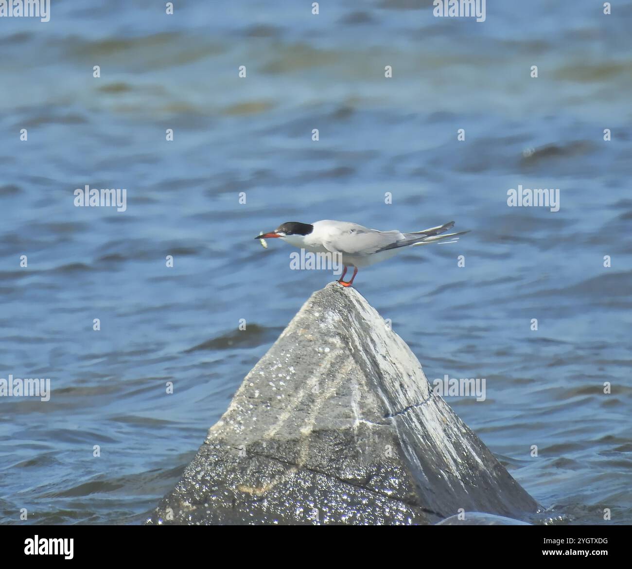 Common Tern (Sterna hirundo Stock Photo - Alamy