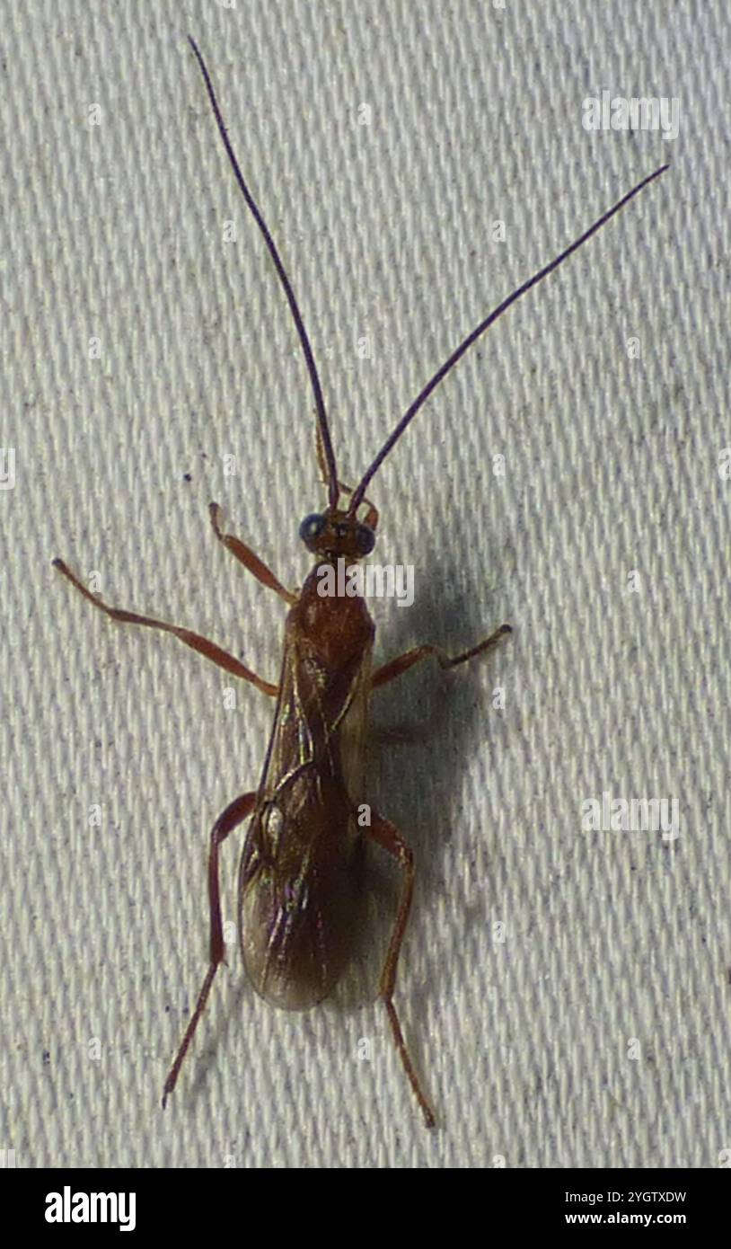 Ichneumonid and Braconid Wasps (Ichneumonoidea Stock Photo - Alamy