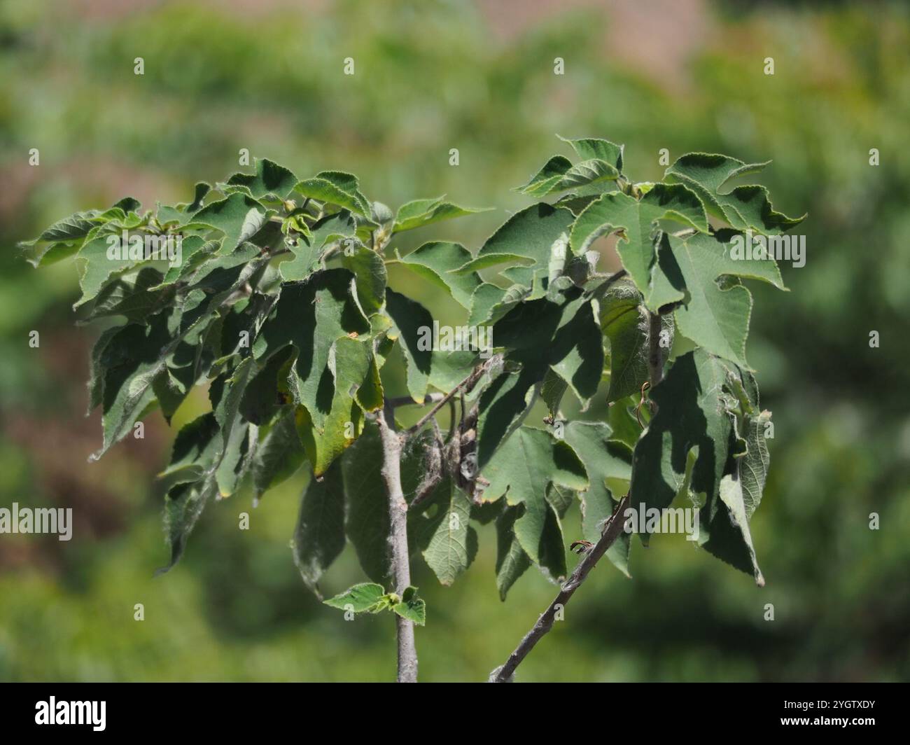Paper mulberry (Broussonetia papyrifera Stock Photo - Alamy