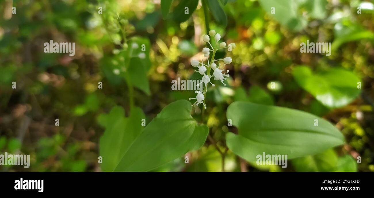 May Lily (Maianthemum bifolium Stock Photo - Alamy