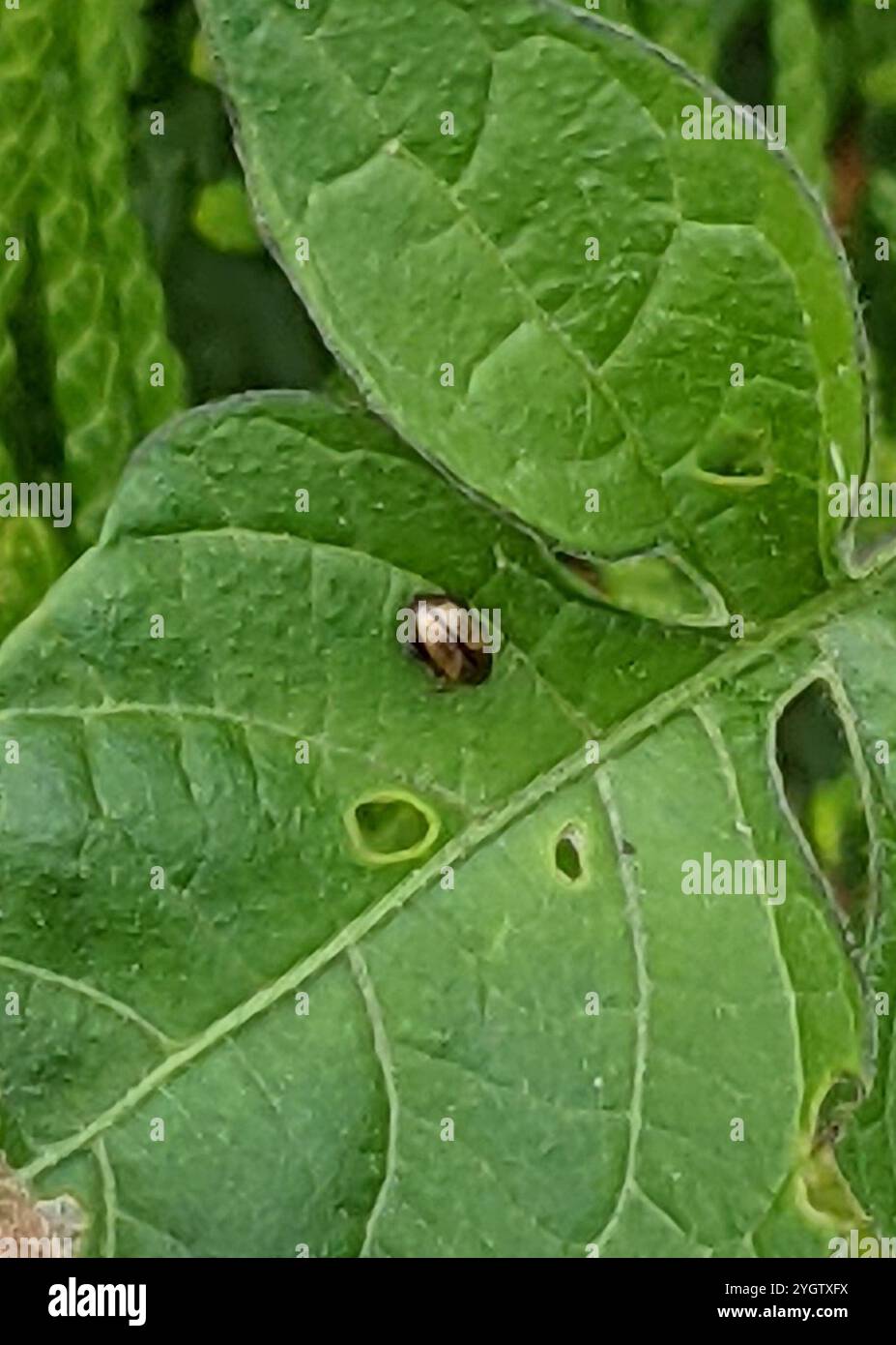 Leaf Beetles (Chrysomelidae Stock Photo - Alamy