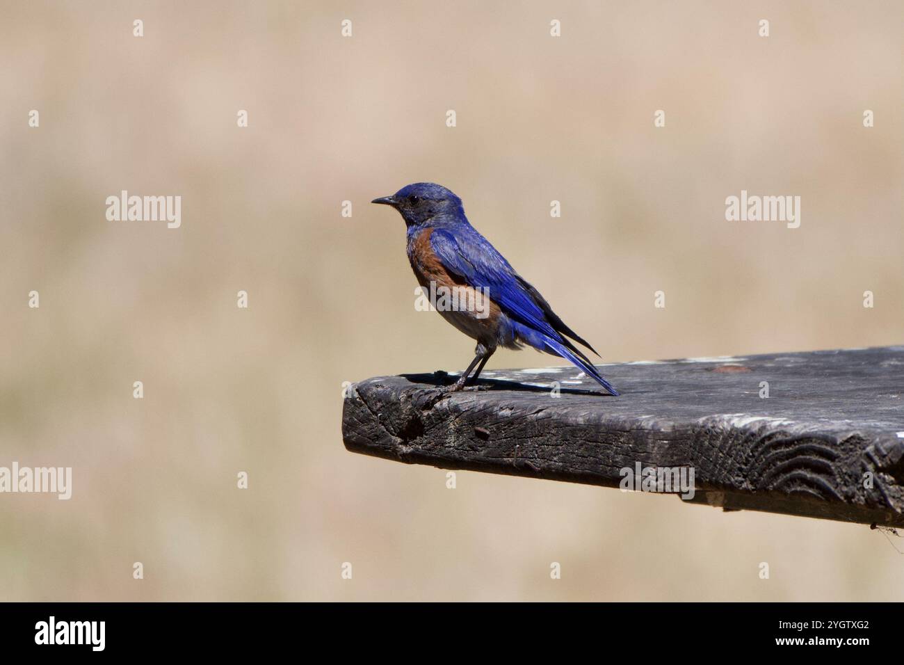 Western Bluebird (Sialia mexicana Stock Photo - Alamy