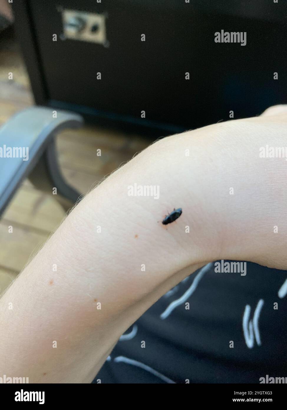 Water, Rove, Scarab, Long-horned, Leaf, and Snout Beetles (Polyphaga ...