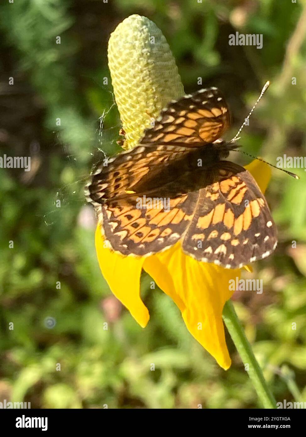 Gorgone checkerspot hi-res stock photography and images - Alamy
