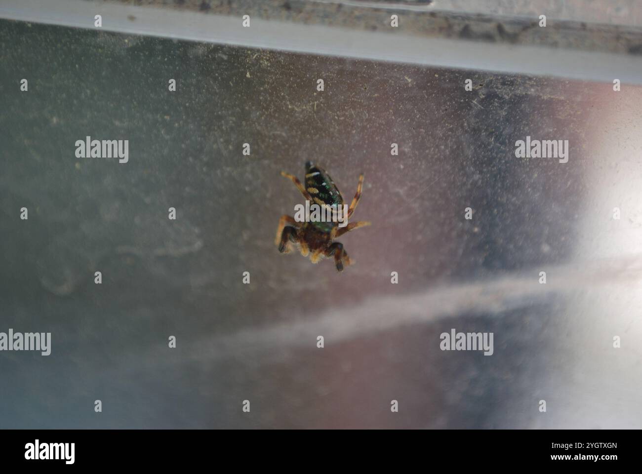 Golden Jumping Spider (Paraphidippus aurantius Stock Photo - Alamy