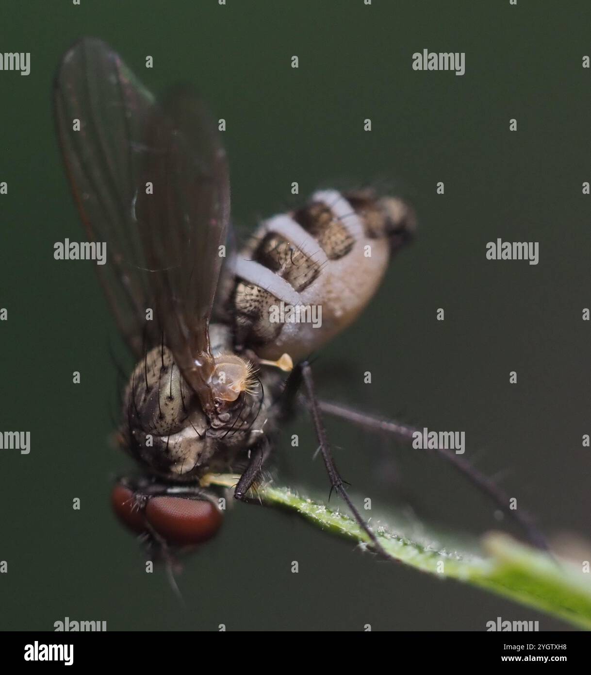 Fly Death Fungi (Entomophthora muscae Stock Photo - Alamy