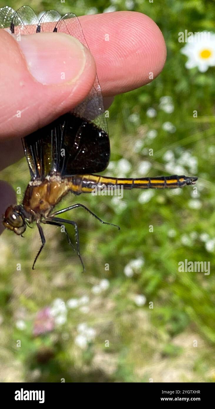 Widow Skimmer (Libellula luctuosa Stock Photo - Alamy