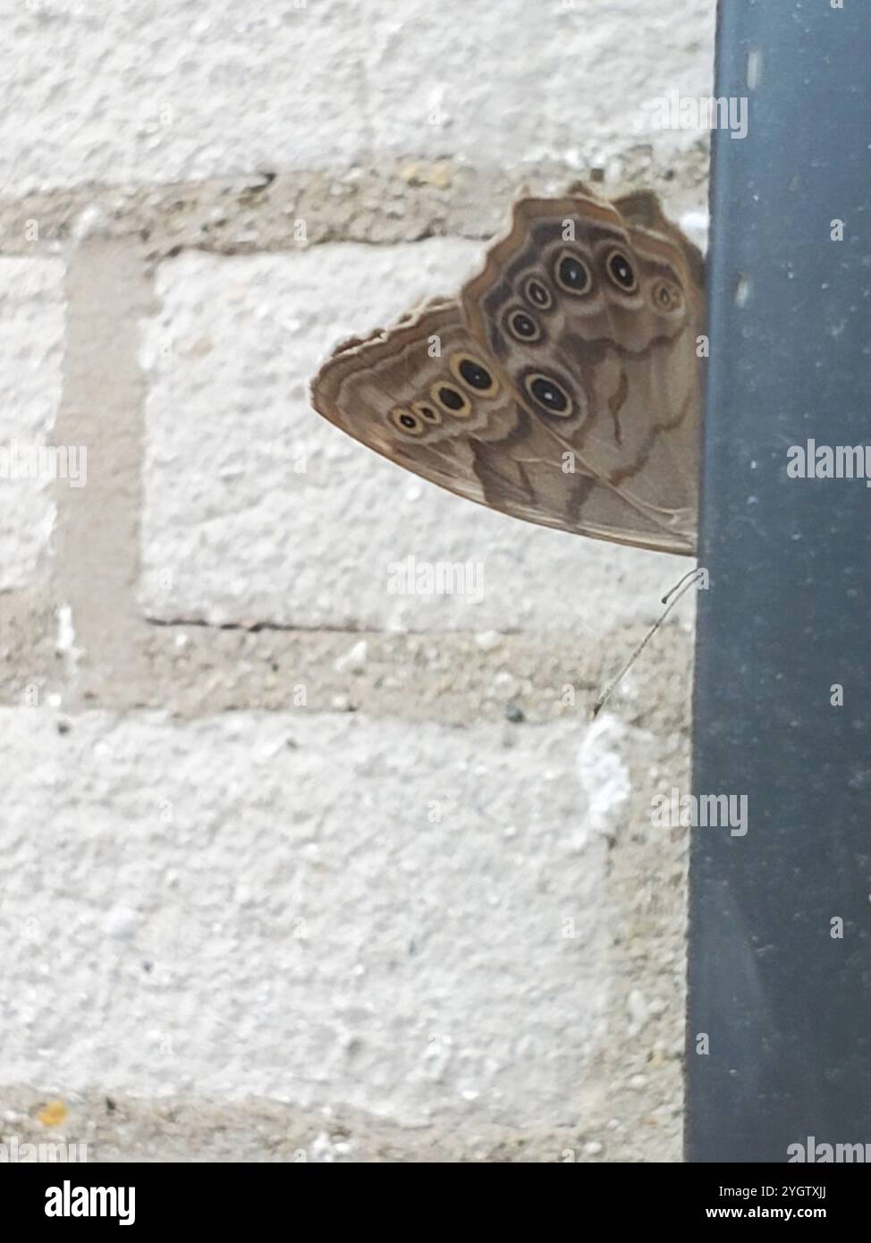 Lethe anthedon hi-res stock photography and images - Alamy