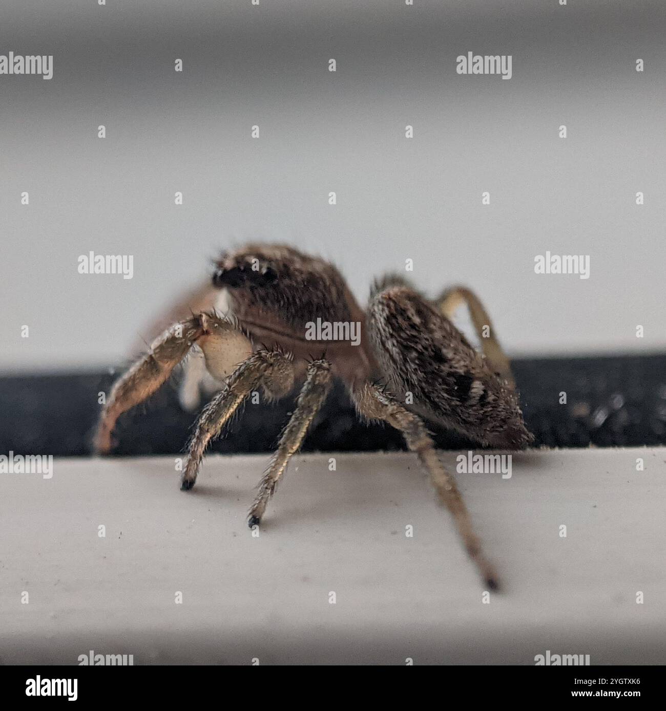 Mile End Jumping Spider (Macaroeris nidicolens Stock Photo - Alamy