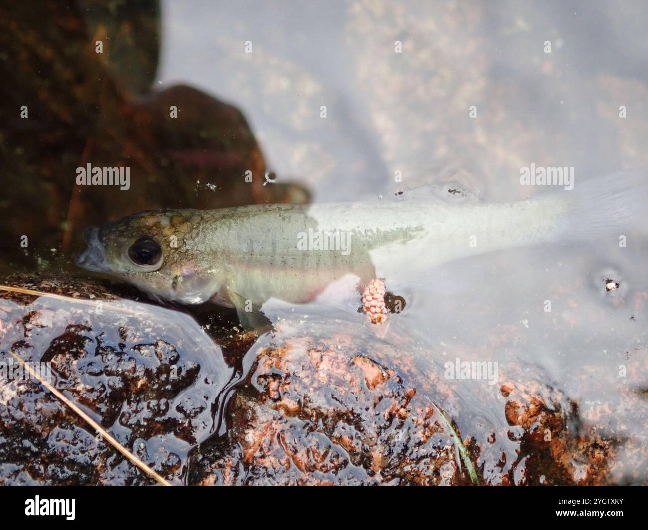 Typical Killifishes (Fundulus Stock Photo - Alamy
