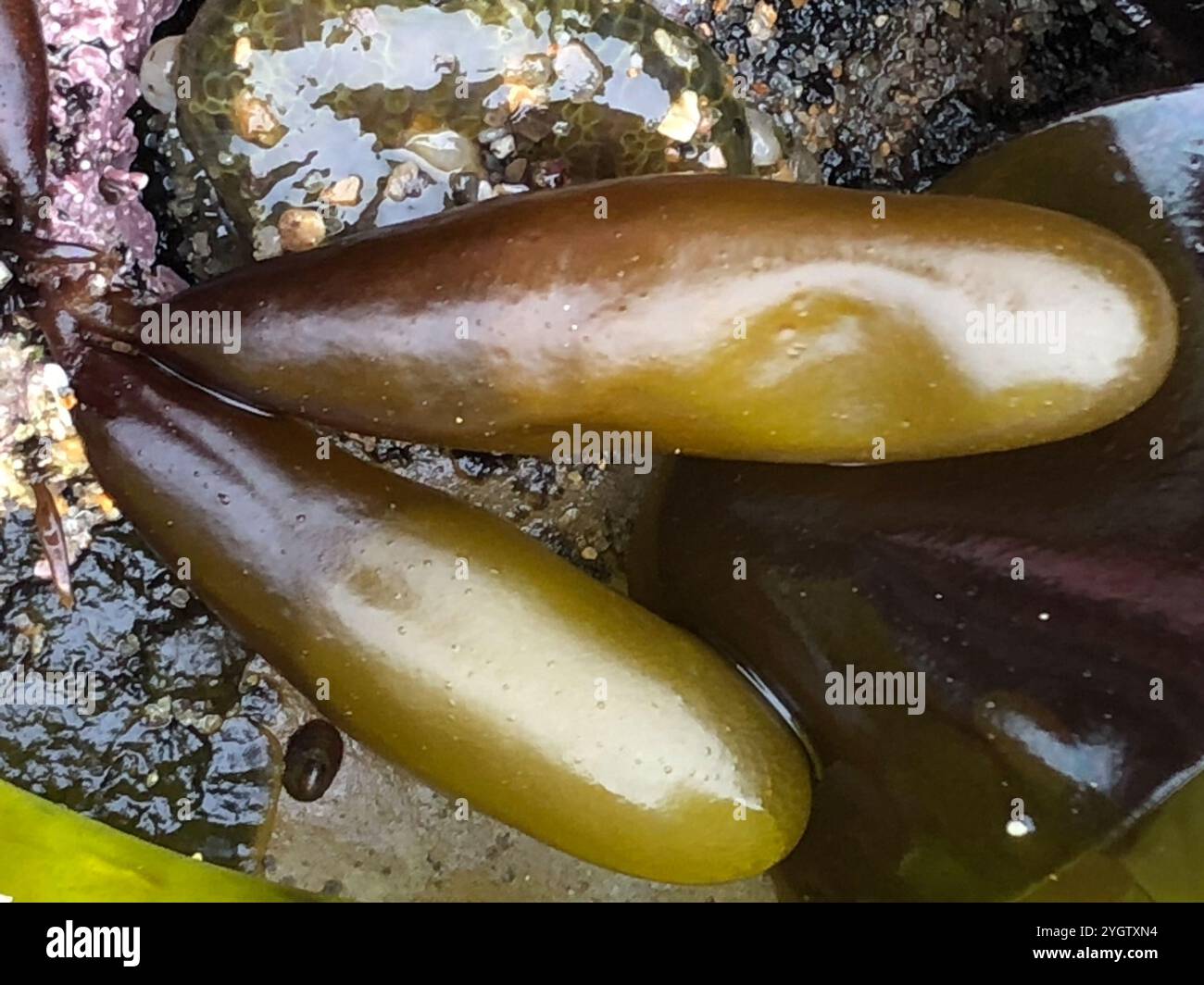 Sea Sacks (Halosaccion glandiforme Stock Photo - Alamy