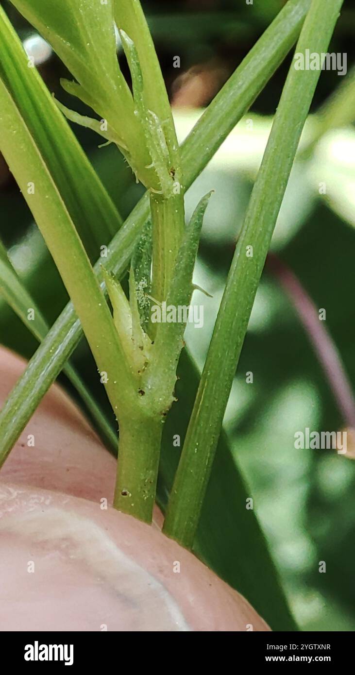 Heath Dog-Violet (Viola canina Stock Photo - Alamy