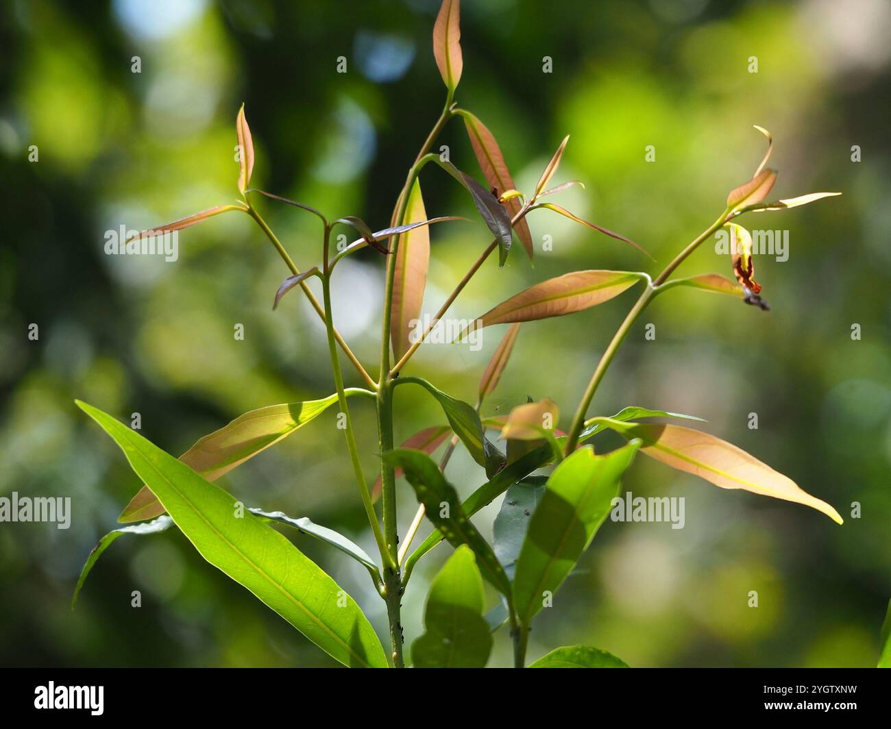 myrtle family (Myrtaceae Stock Photo - Alamy