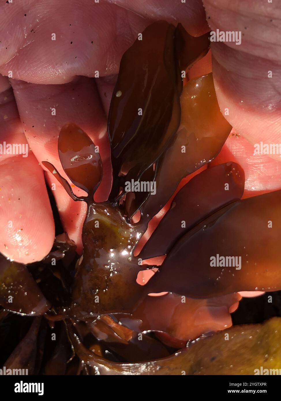 Iridescent algae hi-res stock photography and images - Alamy