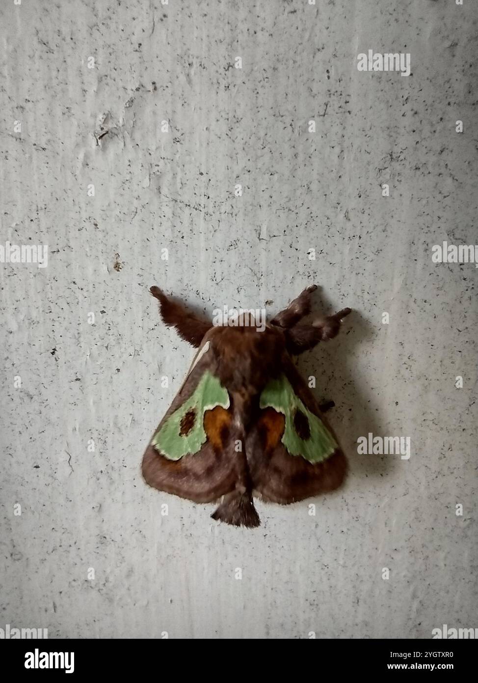 Spiny Oak-slug Moth (Euclea delphinii Stock Photo - Alamy