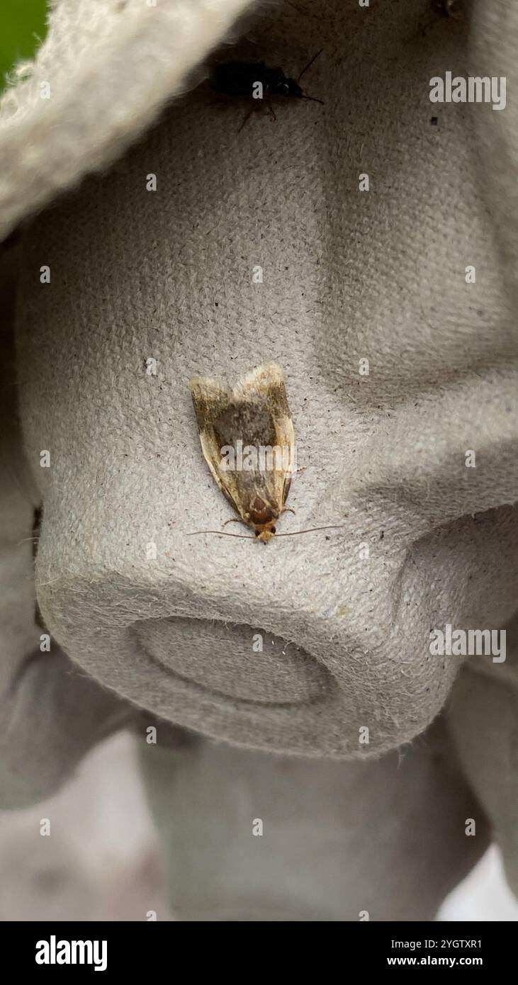 Black-patched Clepsis Moth (Clepsis melaleucanus Stock Photo - Alamy