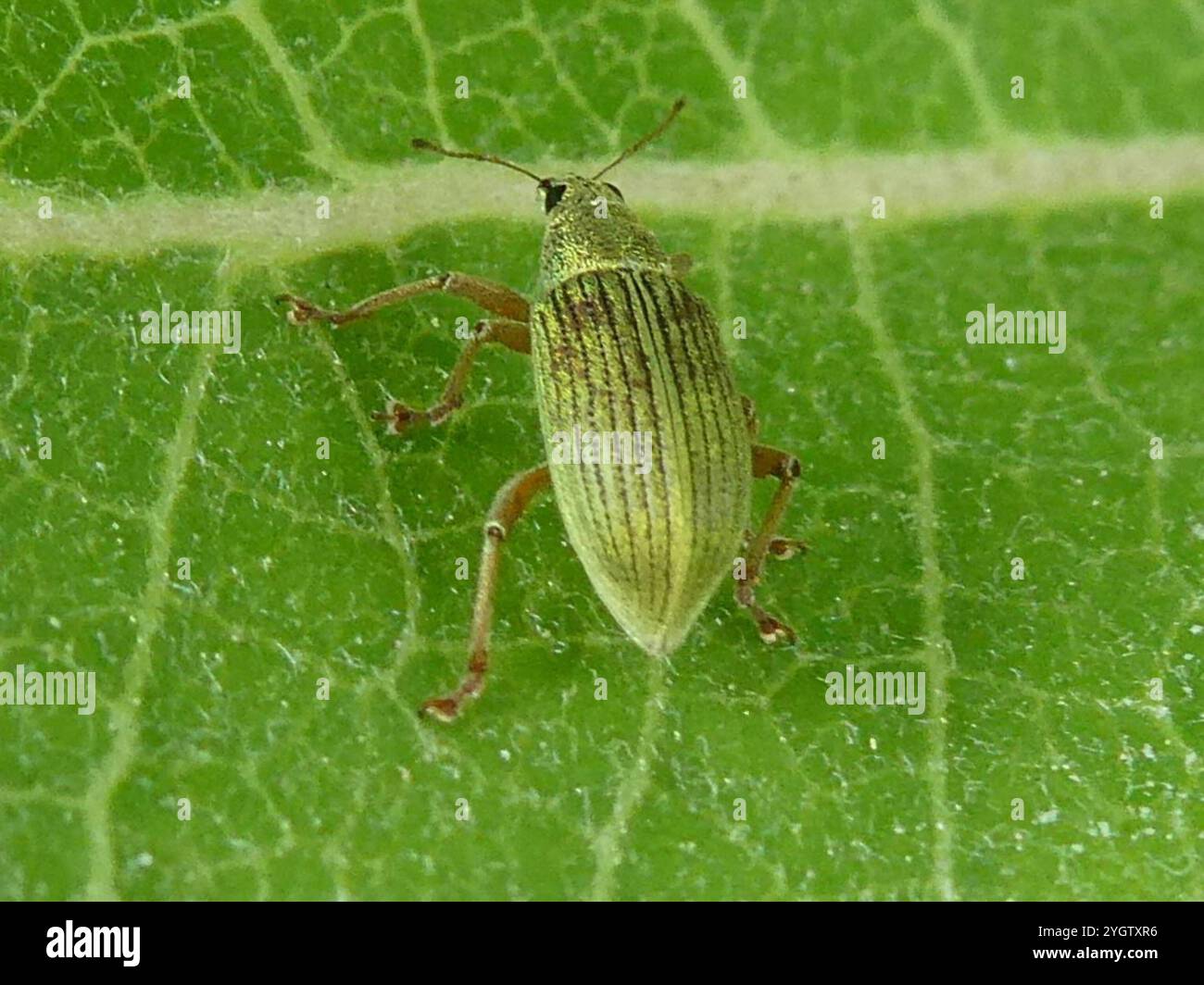 Green immigrant leaf weevil polydrusus formosus hi-res stock ...