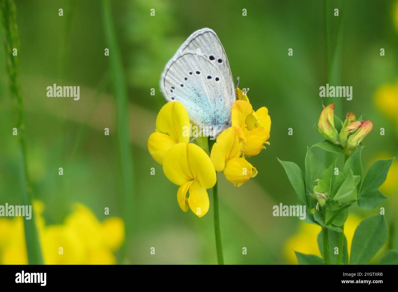 Green-underside Blue (Glaucopsyche alexis Stock Photo - Alamy