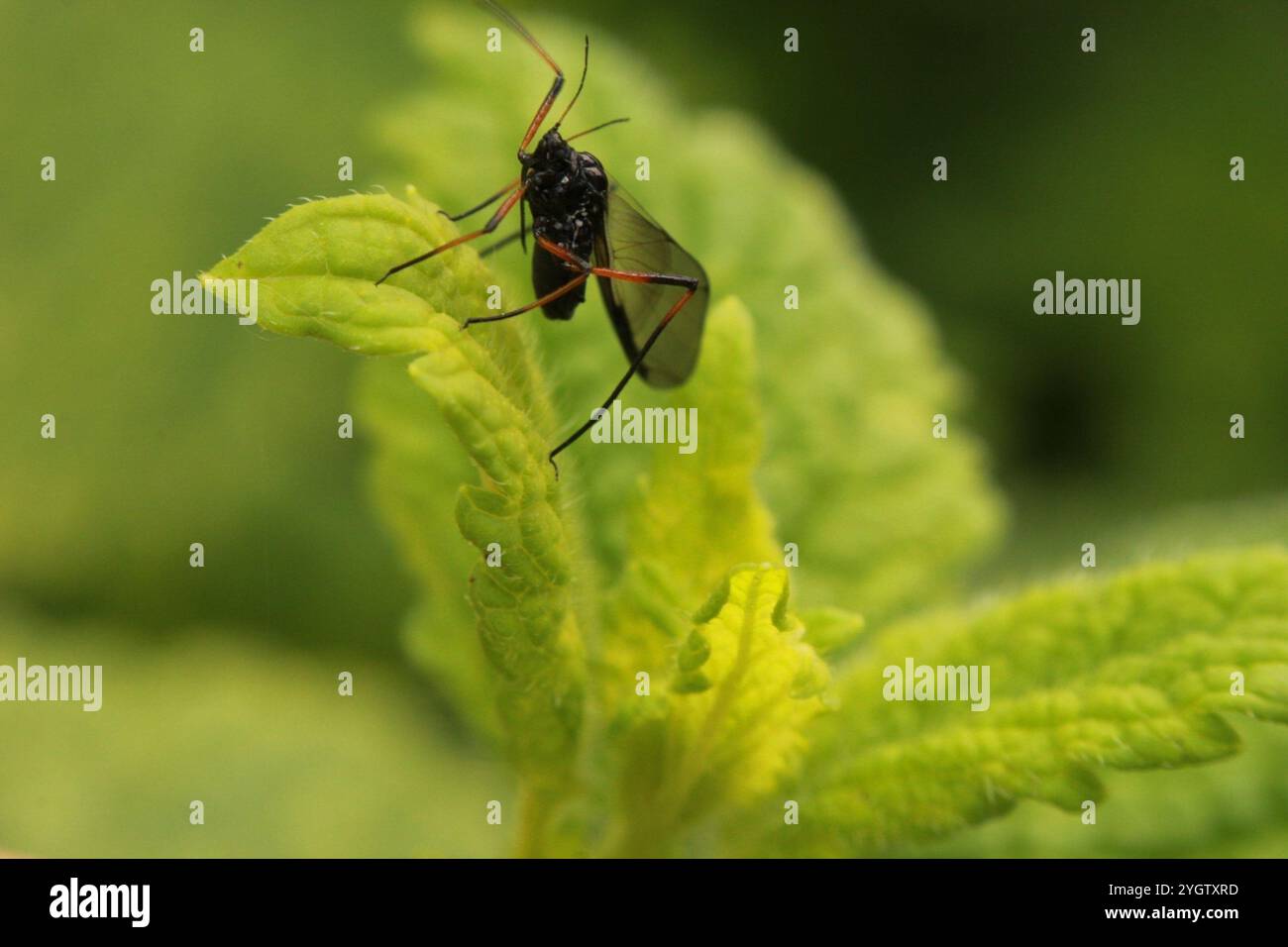 Cinara piceae hi-res stock photography and images - Alamy
