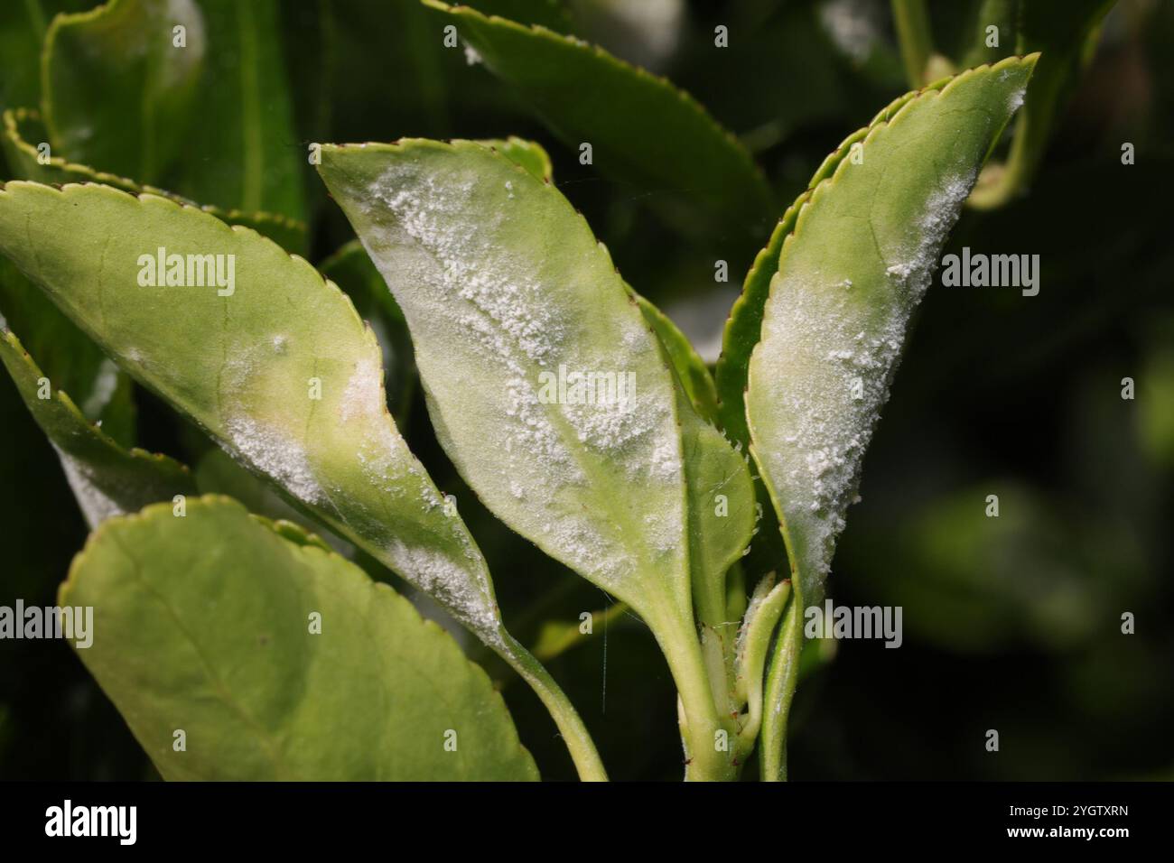 Spindletree powdery mildew (Erysiphe euonymicola Stock Photo - Alamy