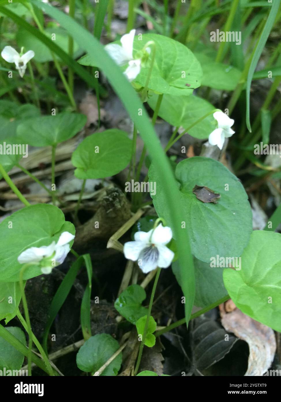 northern white violet (Viola minuscula Stock Photo - Alamy