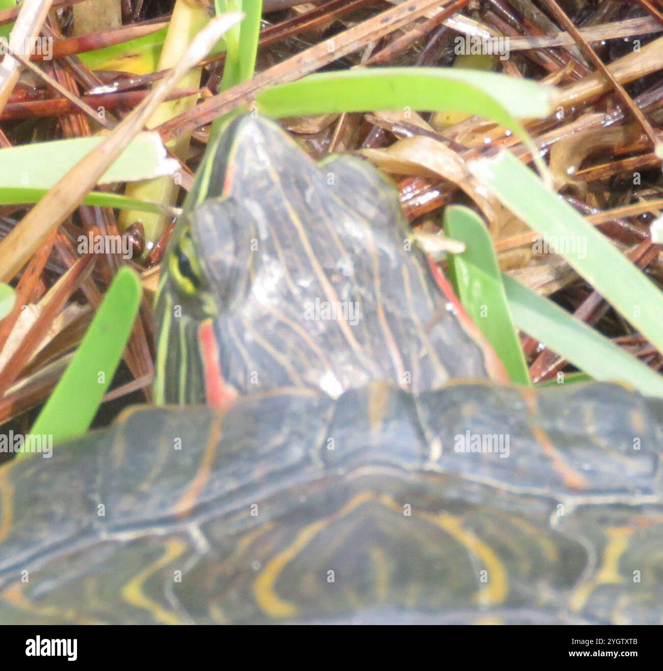 Red-eared Slider (Trachemys scripta elegans Stock Photo - Alamy