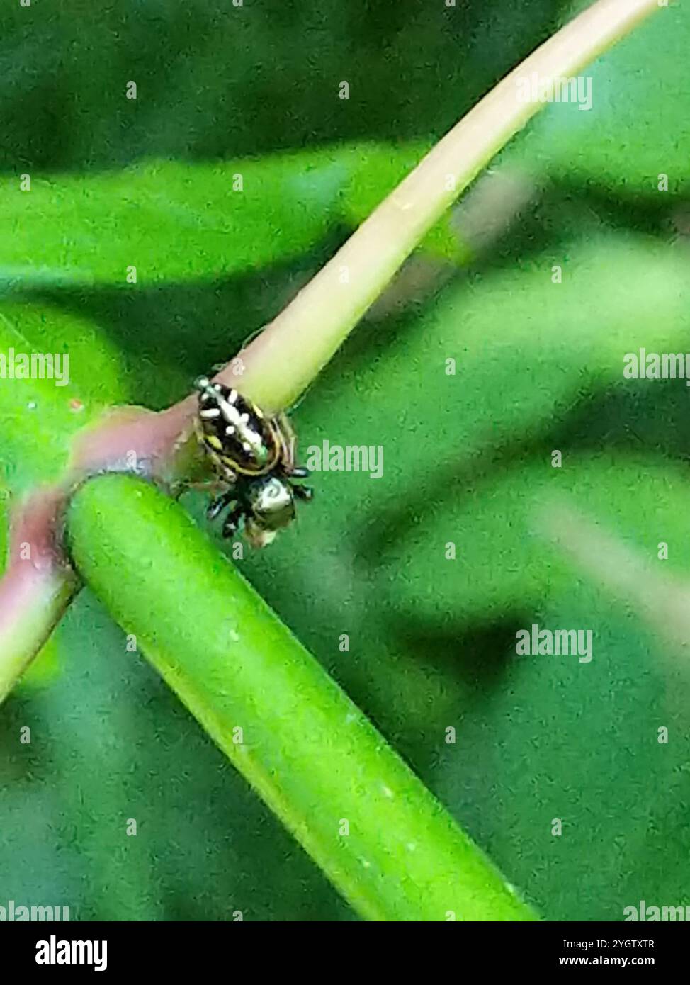 Golden Jumping Spider (Paraphidippus aurantius Stock Photo - Alamy