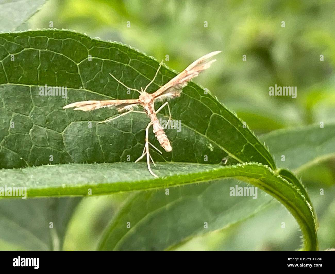 Grape Plume Moth (Geina periscelidactylus Stock Photo - Alamy