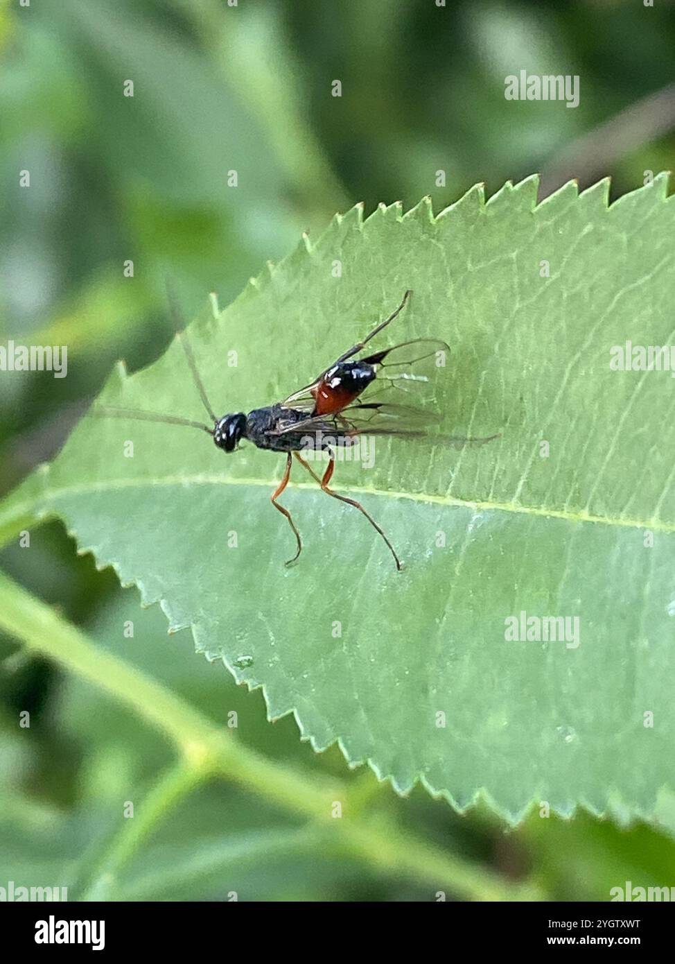 Aulacid Wasps (Aulacidae Stock Photo - Alamy